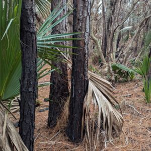 Trees with Burn Marks: Georgia Coast Atlas